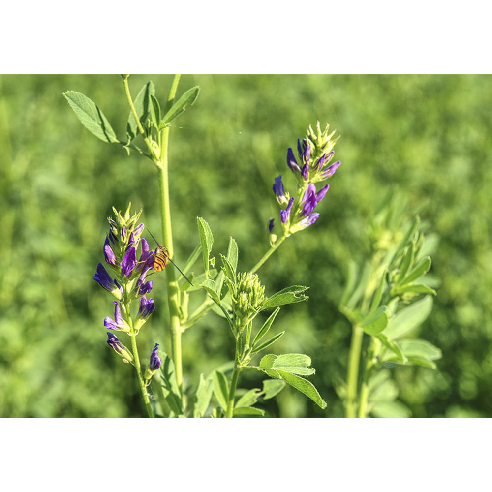 Lucerna (Szarvasi AS-3) Vetőmag 1Kg | Agropoint Garden Webáruház ...