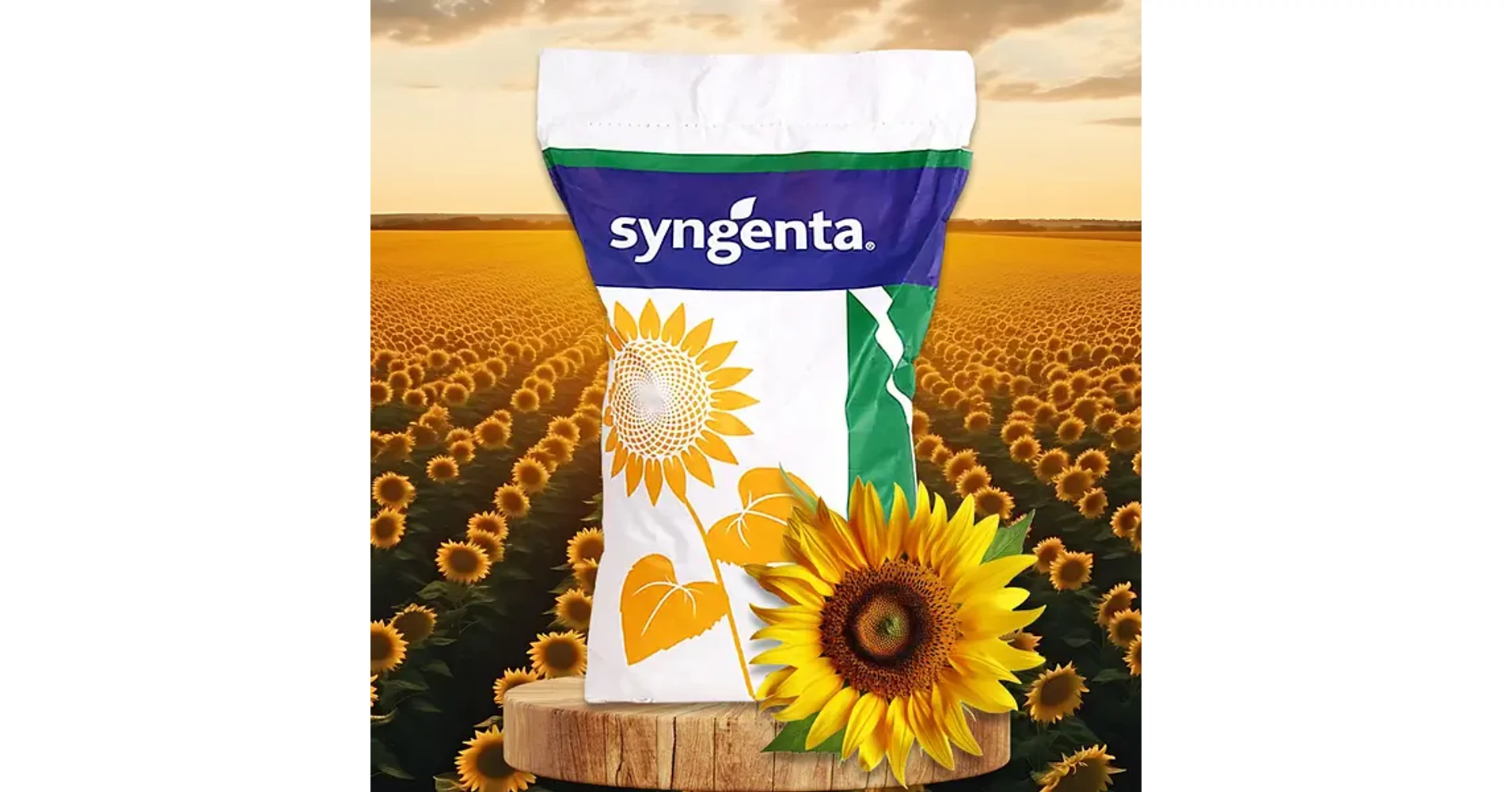 Syngenta NK Neoma Napraforgó vetőmag (150EK) | Agropoint Garden ...